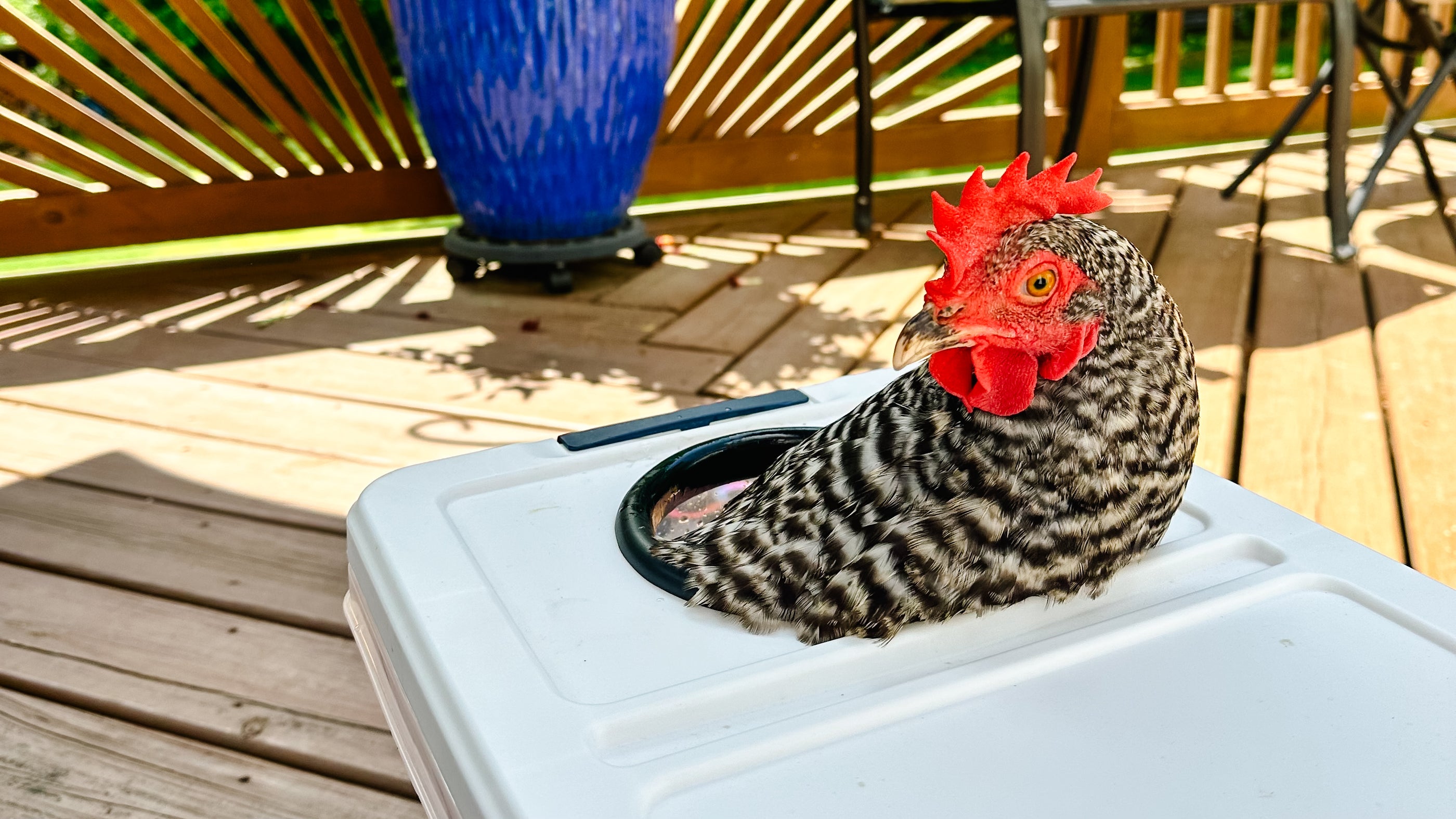 DIY Chicken Bath | Safe and Effective Bath Tub For Your Backyard Chickens