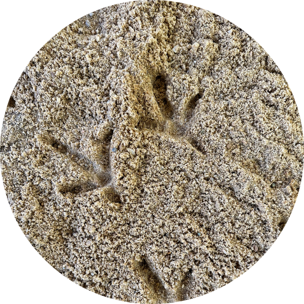 The Coop Scoop® | 2-in-1 Chicken Poop Scoop & Rake | Sand Sifting ...